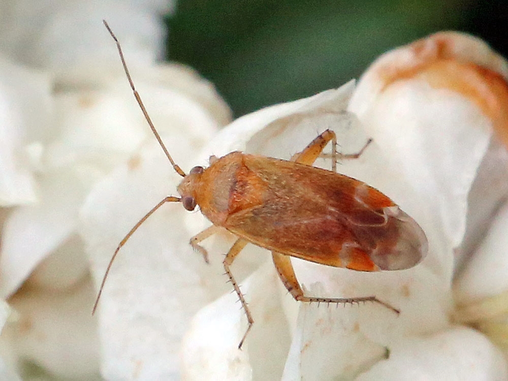 Psallus varians? - Naturbasen
