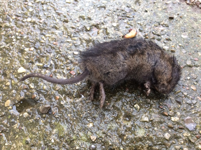 Mosegris eller rotte? - Naturbasen