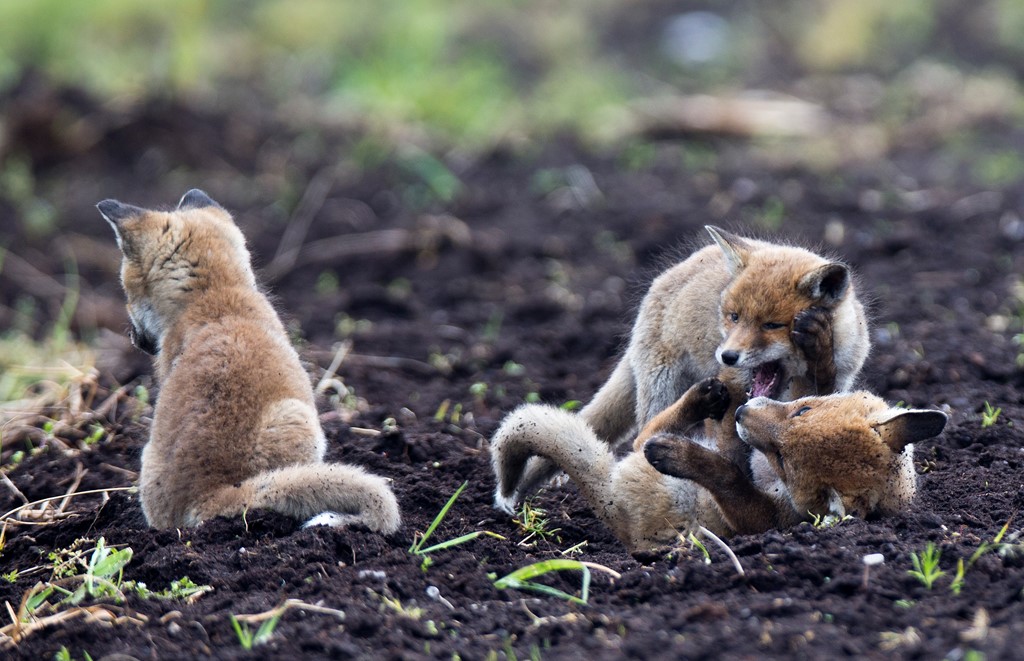 Ræv (Vulpes vulpes) - Naturbasen