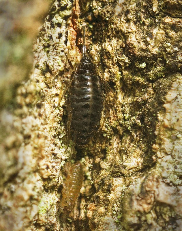 Arter der begynder med 'Sepedophilus ' - Naturbasen