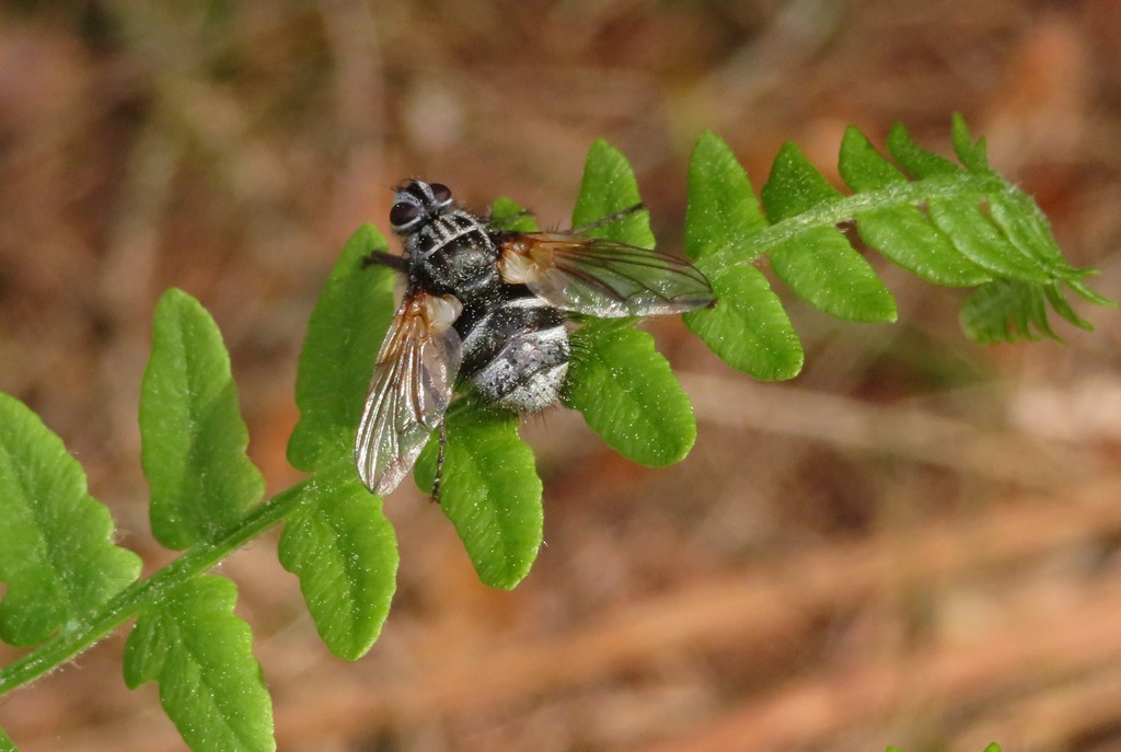 Trixa caerulescens (Trixa caerulescens) - Naturbasen