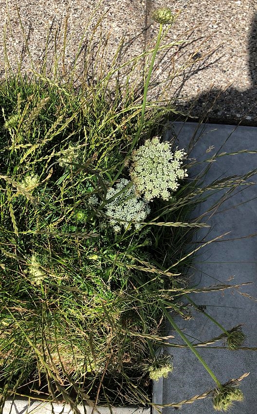 Vild Gulerod - Observation NB-3479363 - Naturbasen