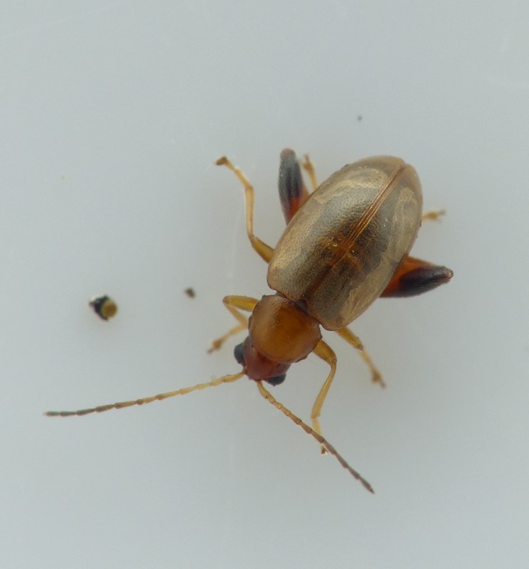 Longitarsus exoletus (Longitarsus exoletus) - Naturbasen