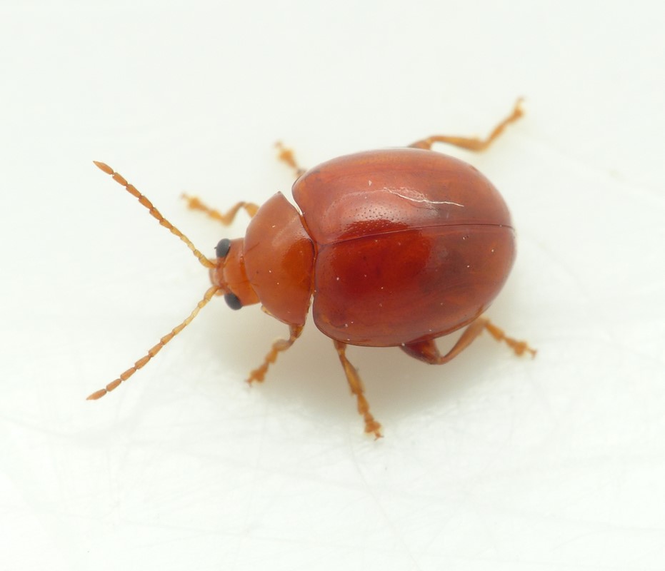 Knopurtkuglebille (Sphaeroderma rubidum) - Naturbasen