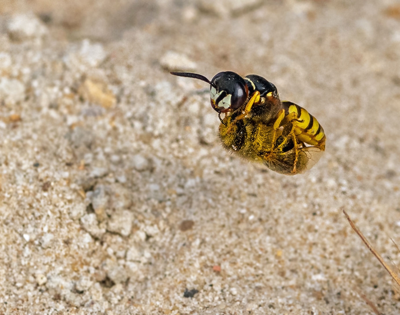 Biulv - Observation NB-3552288 - Naturbasen