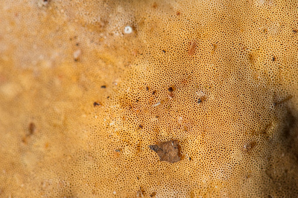 Småporet Rodfordærver (Heterobasidion parviporum) - Naturbasen