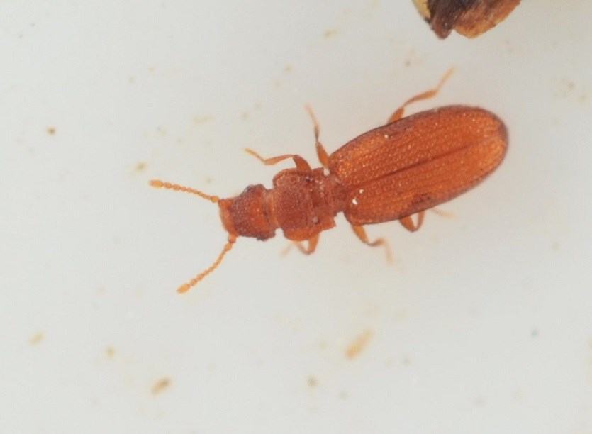 Dienerella filiformis (Dienerella filiformis) - Naturbasen