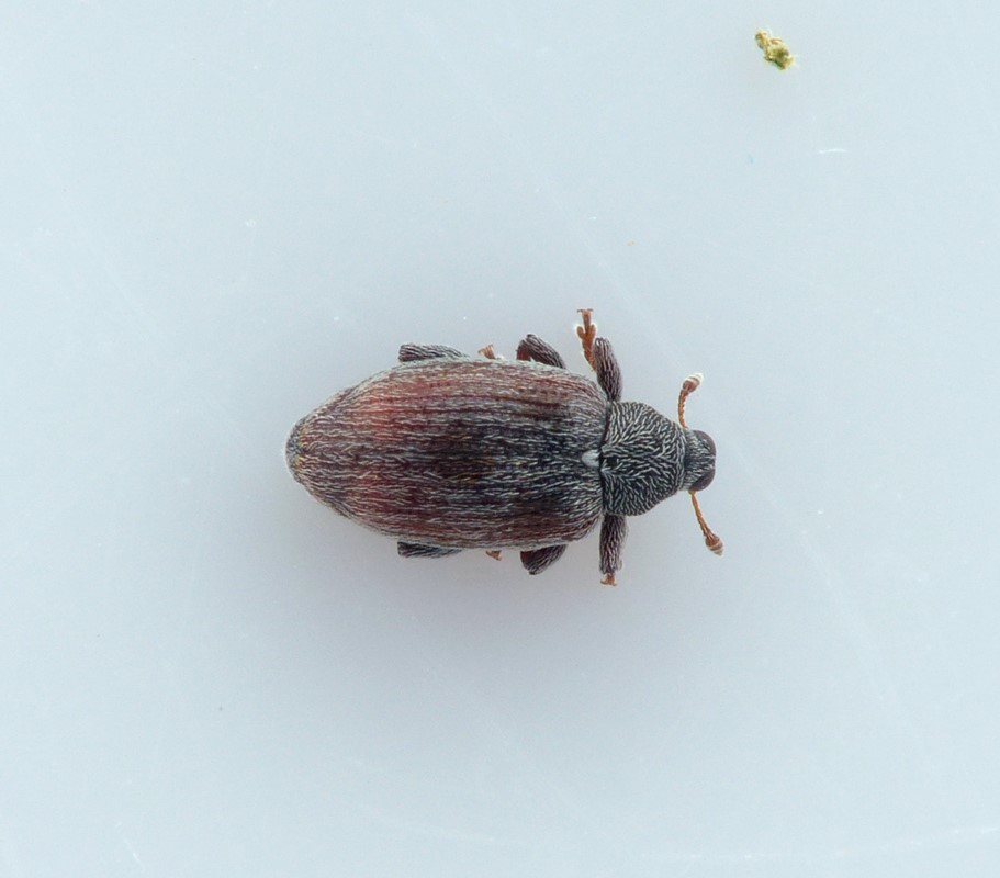 Orchestes calceatus (Orchestes calceatus) - Naturbasen