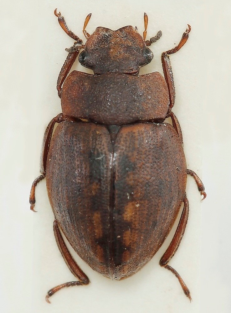 Spercheus emarginatus (Spercheus emarginatus) - Naturbasen