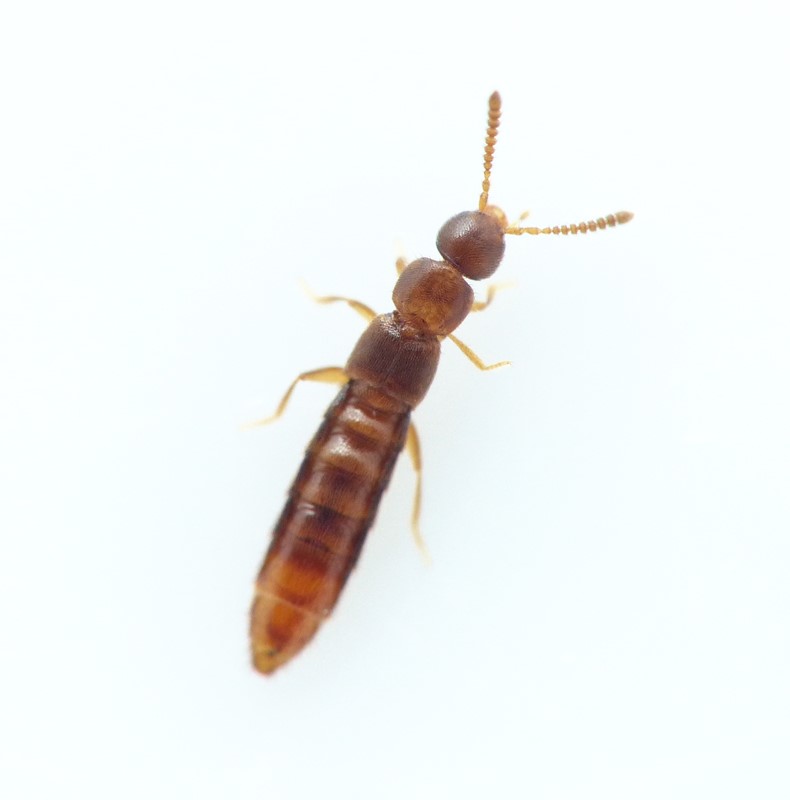 Meotica exilis (Meotica exilis) - Naturbasen