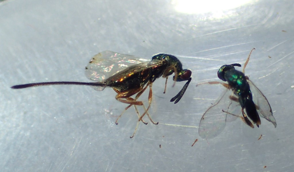 Torymus bedeguaris (Torymus bedeguaris) - Naturbasen