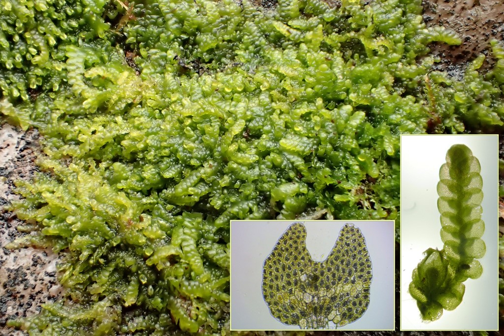 Bæk-Skulderbæger (Lejeunea cavifolia) - Naturbasen