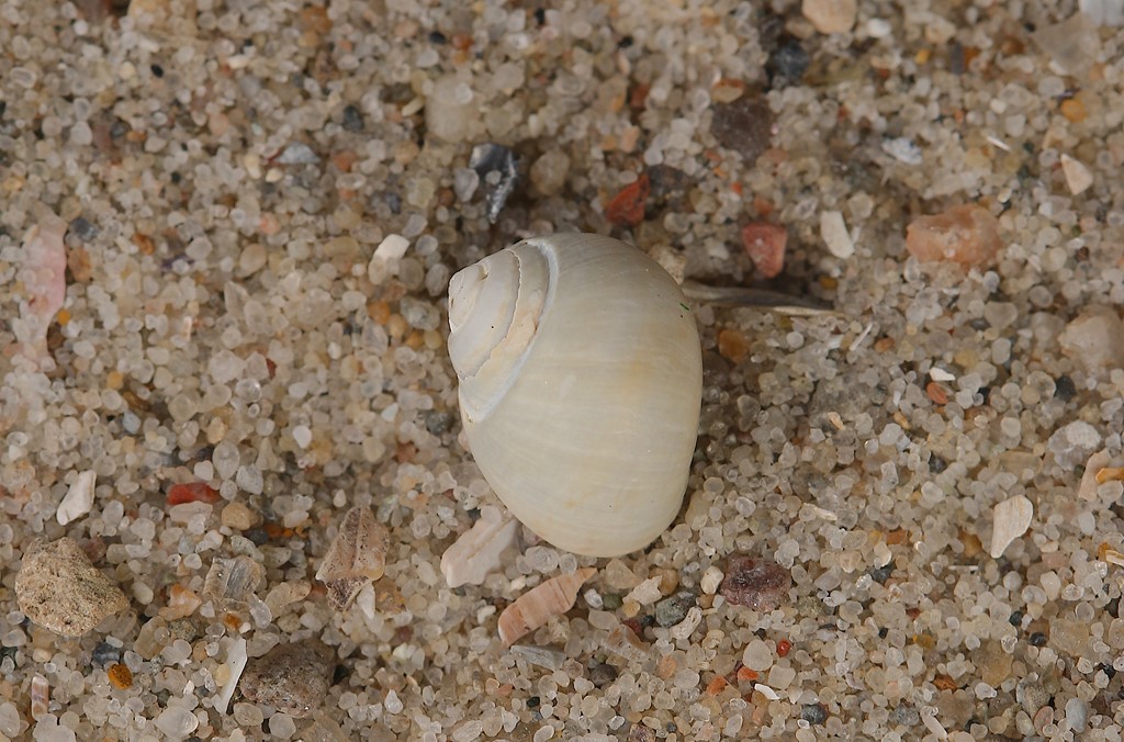 Bleg Boresnegl (Euspira pallida) - Naturbasen