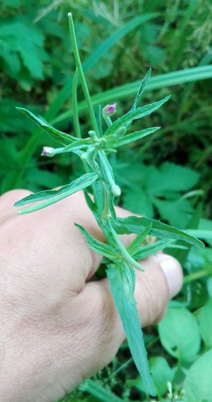 Ris-Dueurt - Observation NB-2646781 - Naturbasen