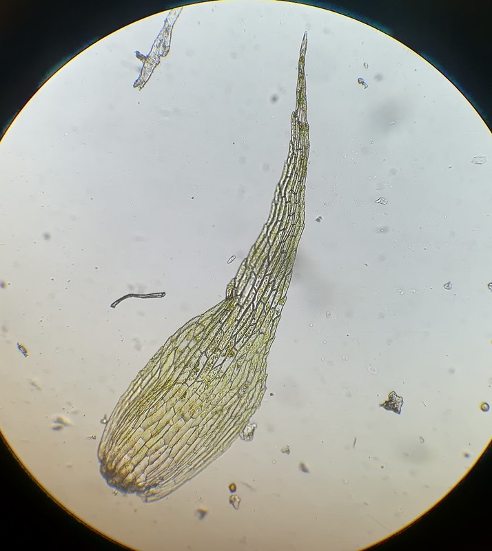 Lille Millimetermos (Micromitrium tenerum) - Naturbasen