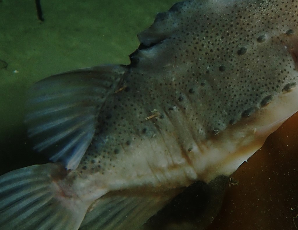 Caligus elongatus (Caligus elongatus) - Naturbasen