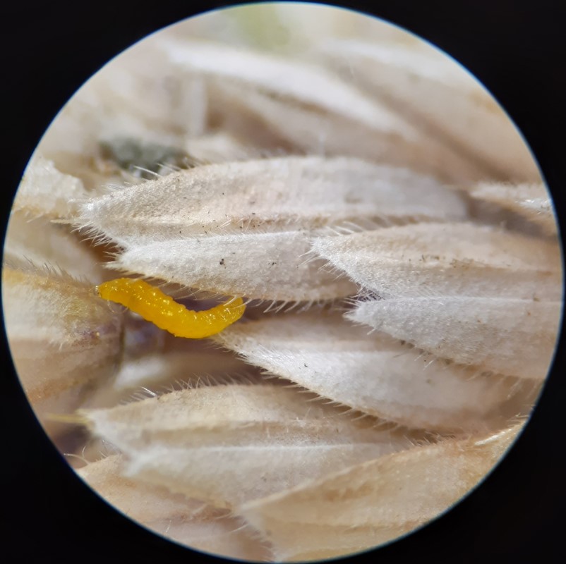 Contarinia sp. (Contarinia sp.) - Naturbasen