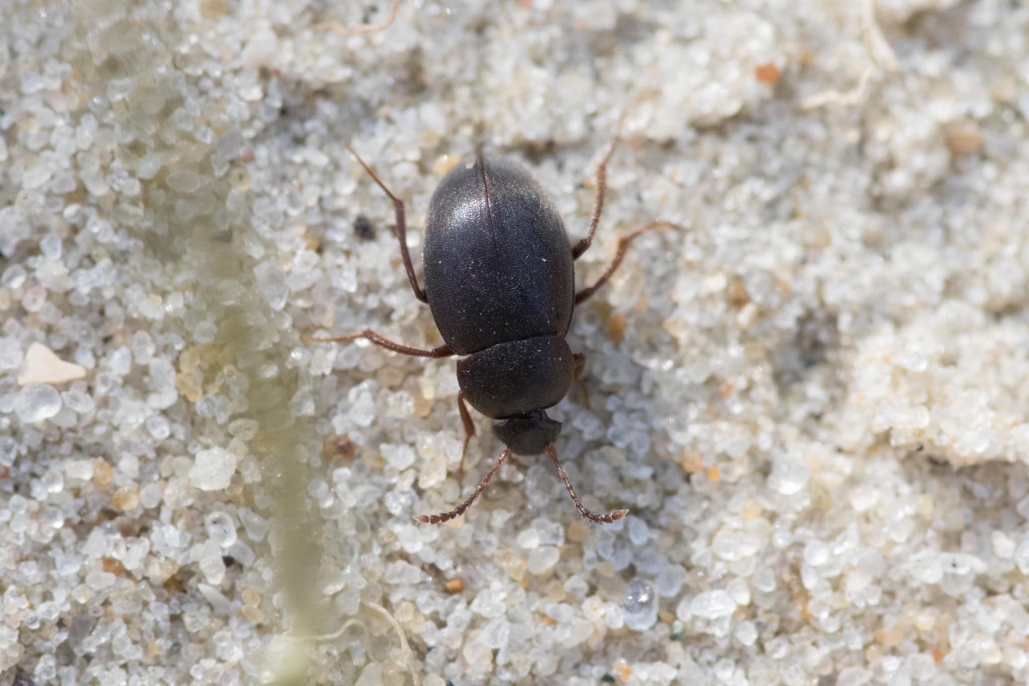 Catops nigricans (Catops nigricans) - Naturbasen