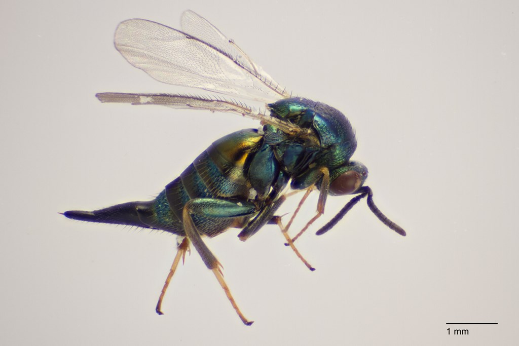 Ormyridae (Ormyridae) - Naturbasen - Danmarks Artsportal