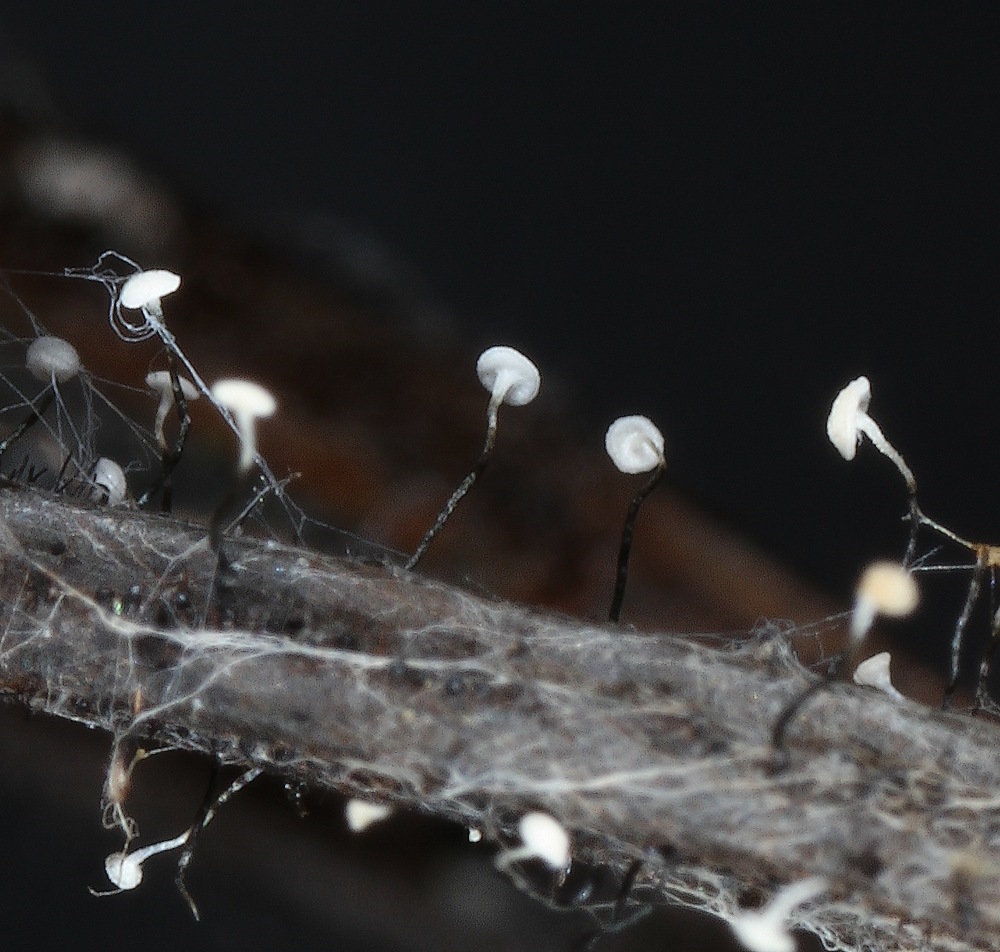 Arter der begynder med 'micrelus ' - Naturbasen