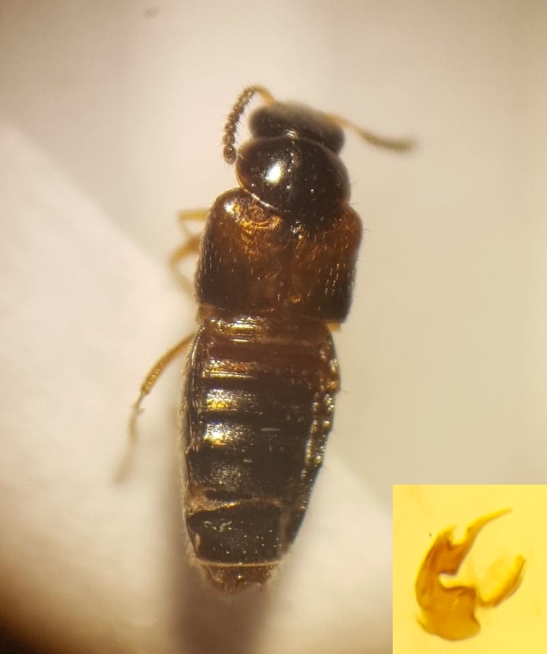 Gyrophaena joyi (Gyrophaena joyi) - Naturbasen