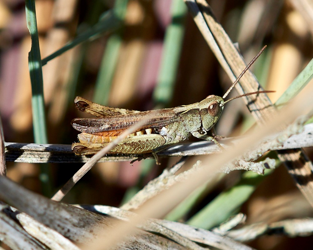 Dyreriget (Animalia) - Naturbasen - Danmarks Artsportal