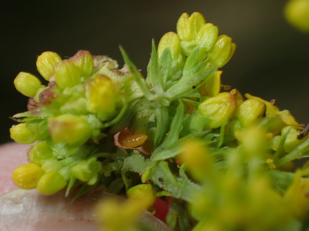 Contarinia perplicata (Contarinia perplicata) - Naturbasen