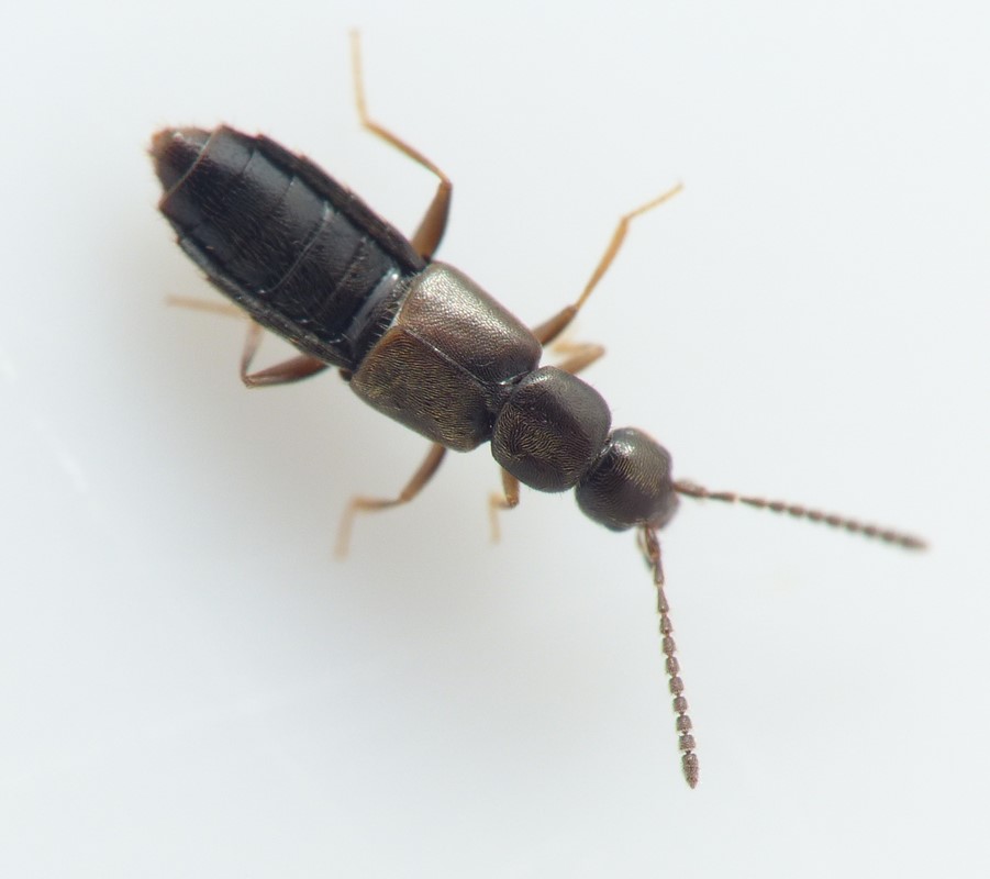 Aloconota gregaria (Aloconota gregaria) - Naturbasen