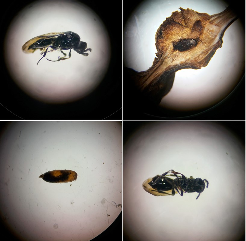 Platygaster eriphyle (Platygaster eriphyle) - Naturbasen