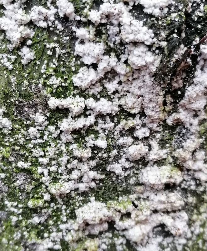 Bøgeskjoldlus (Cryptococcus fagisuga) - Naturbasen