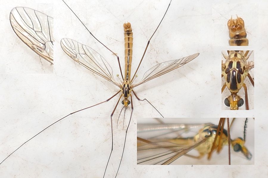 Nephrotoma quadristriata (Nephrotoma quadristriata) - Naturbasen