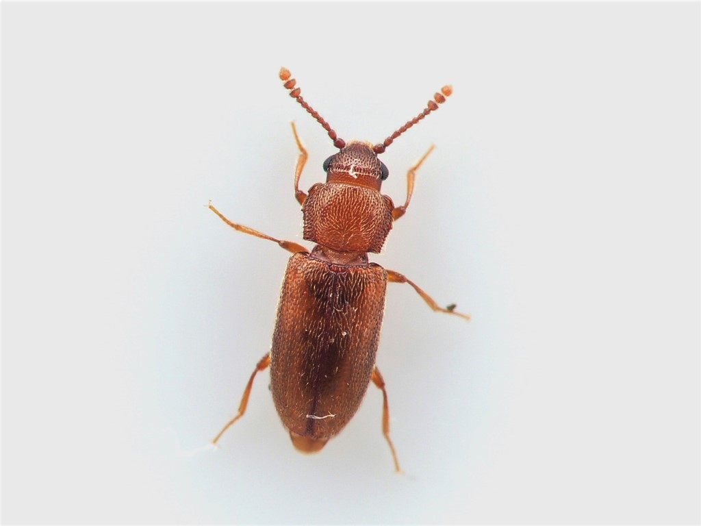 Cryptophagus intermedius (Cryptophagus intermedius) - Naturbasen