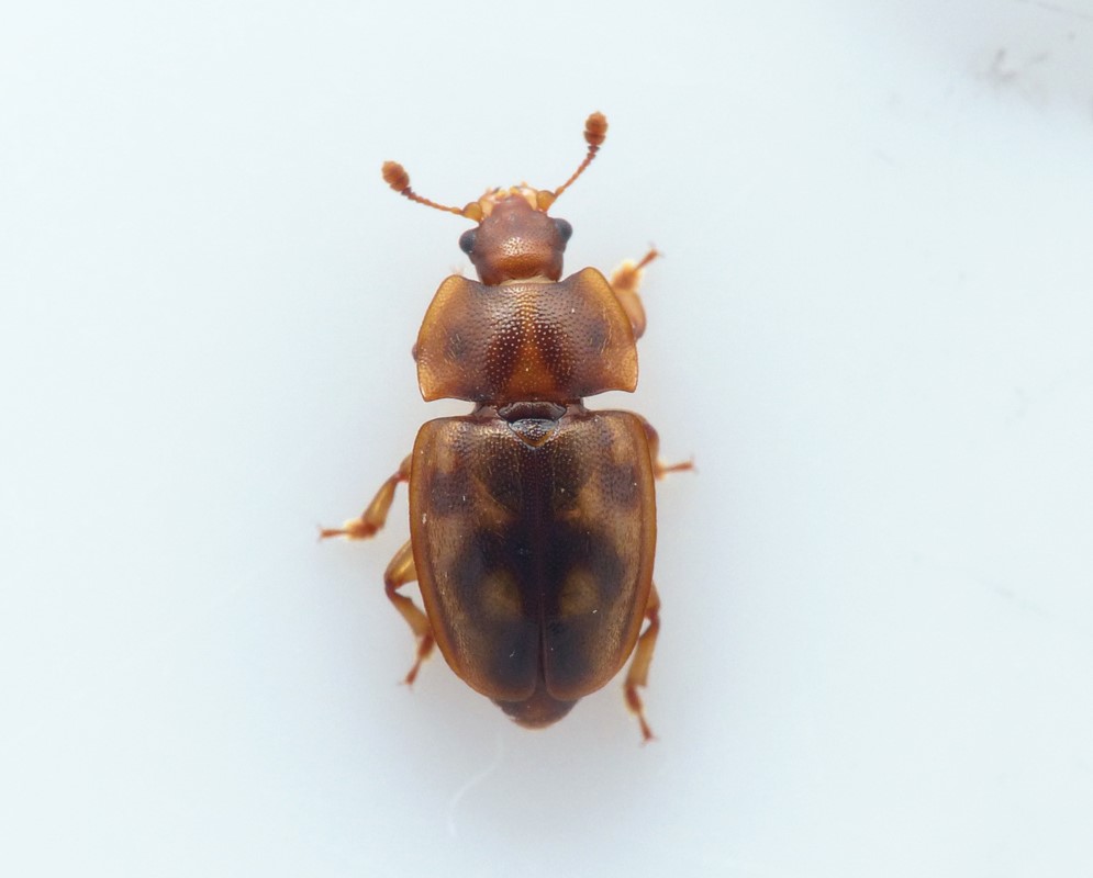 Epuraea guttata (Epuraea guttata) - Naturbasen