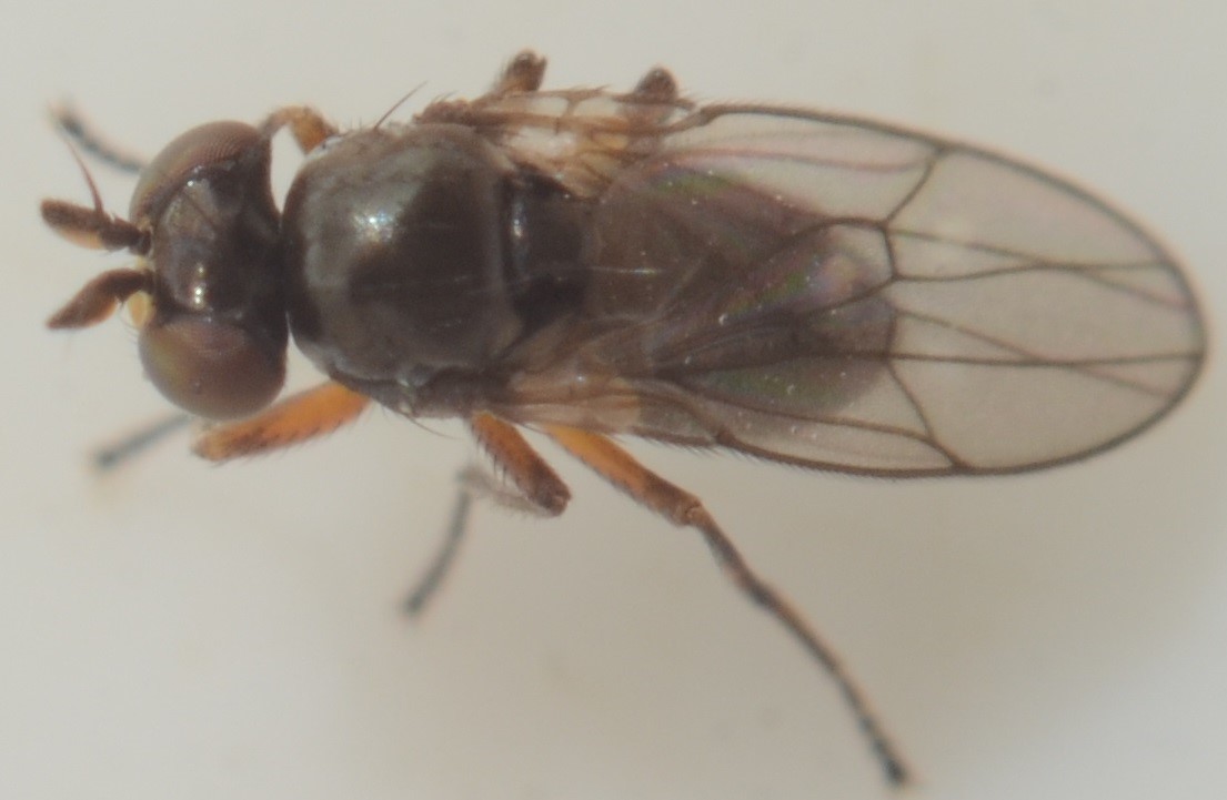 Hyadina rufipes (Hyadina rufipes) - Naturbasen