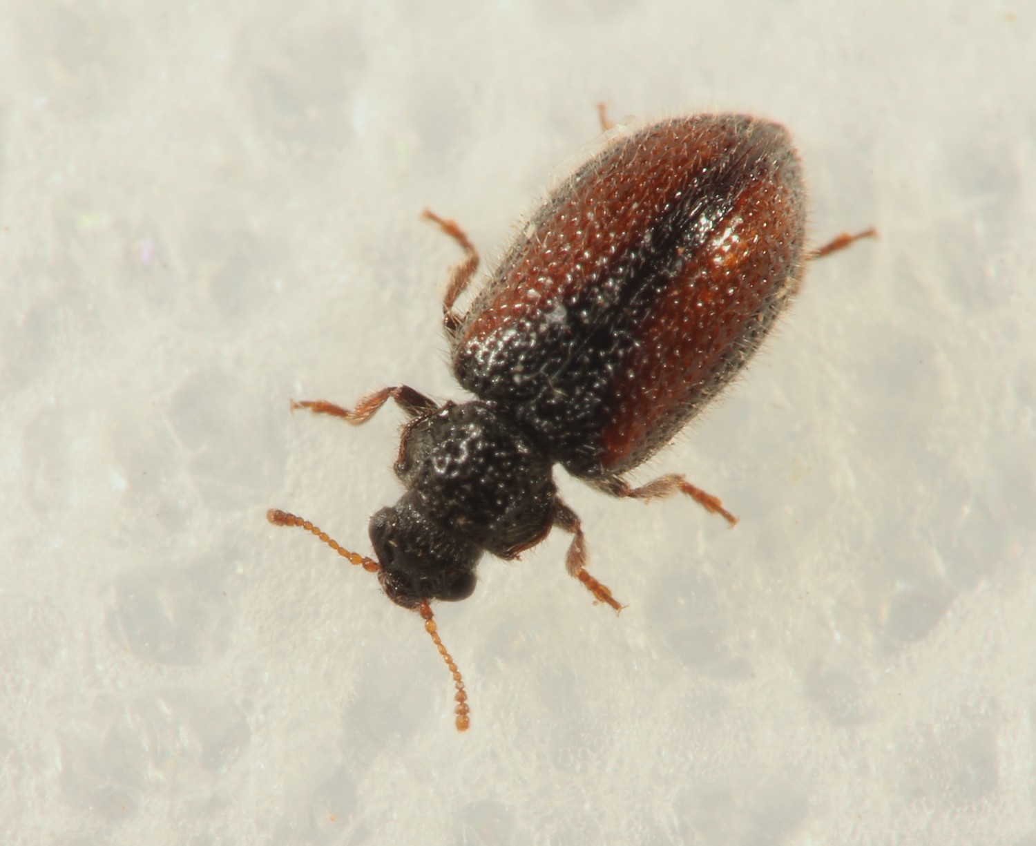 Laricobius erichsoni (Laricobius erichsoni) - Naturbasen