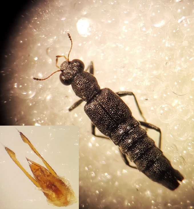 Stenus bohemicus (Stenus bohemicus) - Naturbasen