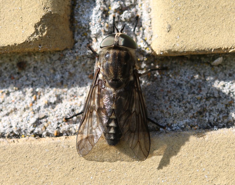 Tabanus autumnalis - Observation NB-2364185 - Naturbasen
