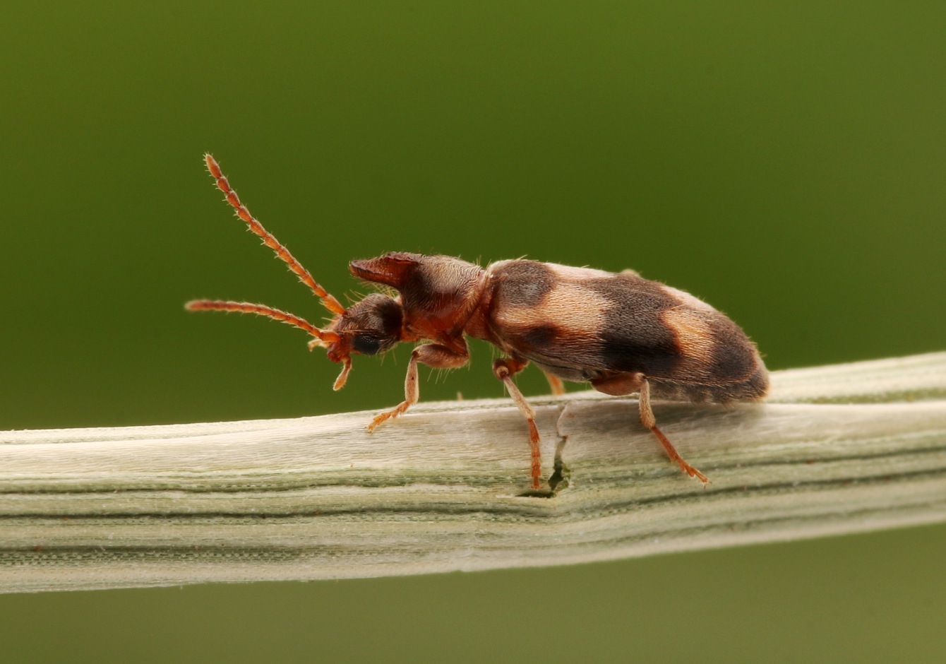 Notoxus trifasciatus (Notoxus trifasciatus) - Naturbasen