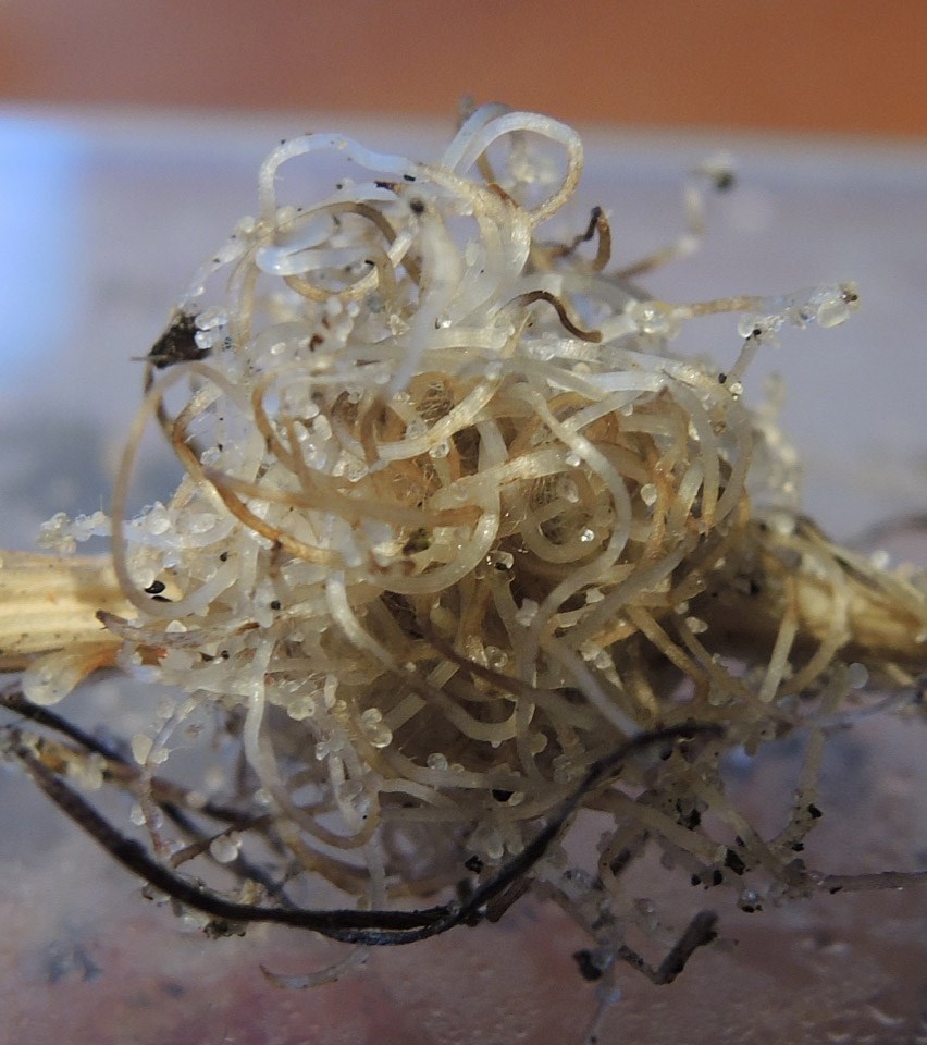 Spaghettigalmyg (Mayetiola festucae) - Naturbasen