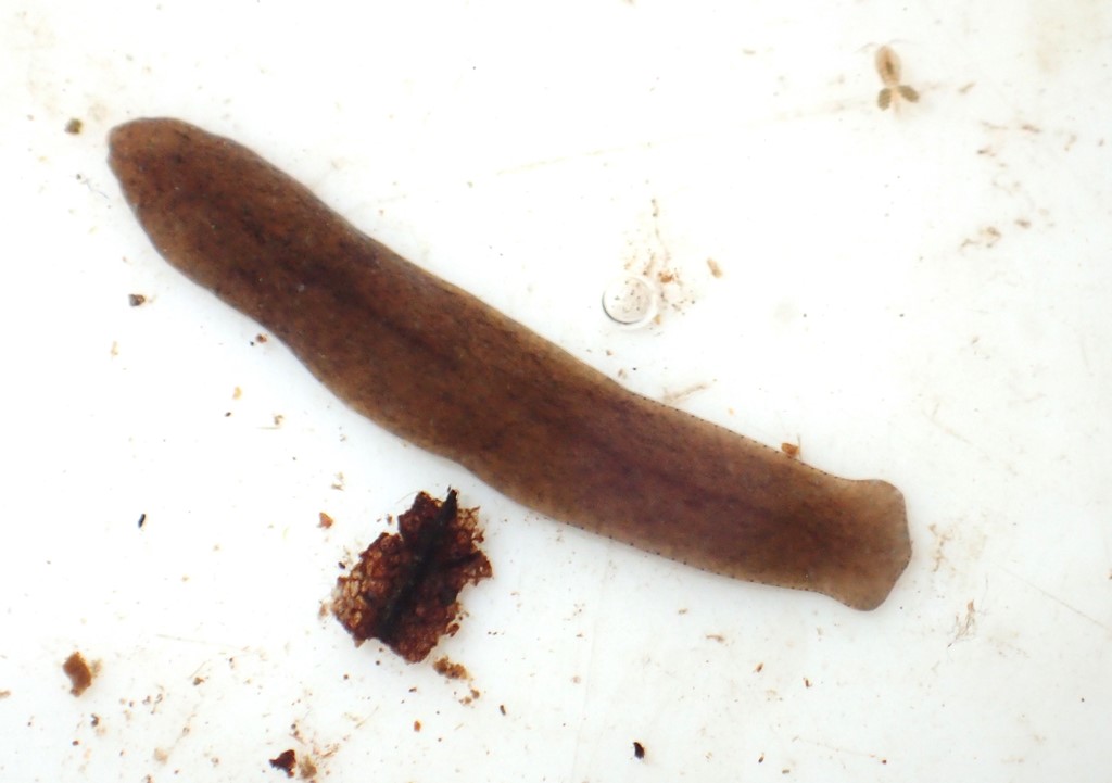 Polycelis tenuis (Polycelis tenuis) - Naturbasen