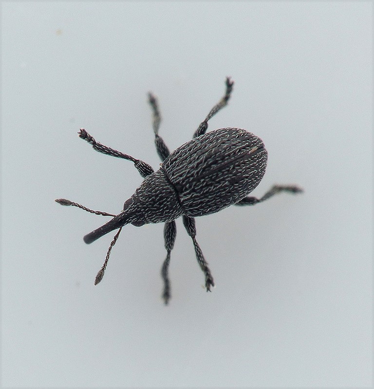 Apion atomarium (Apion atomarium) - Naturbasen