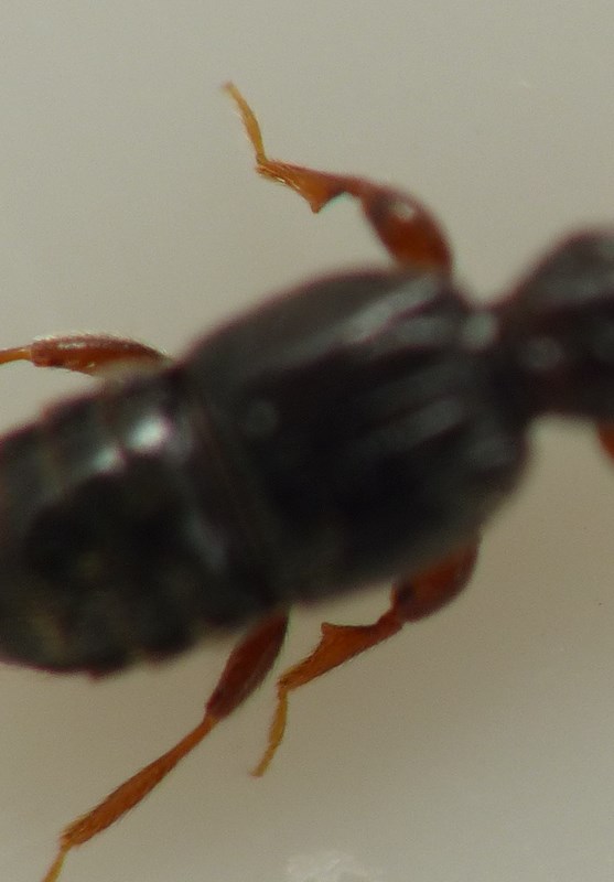 Bibloporus bicolor (Bibloporus bicolor) - Naturbasen