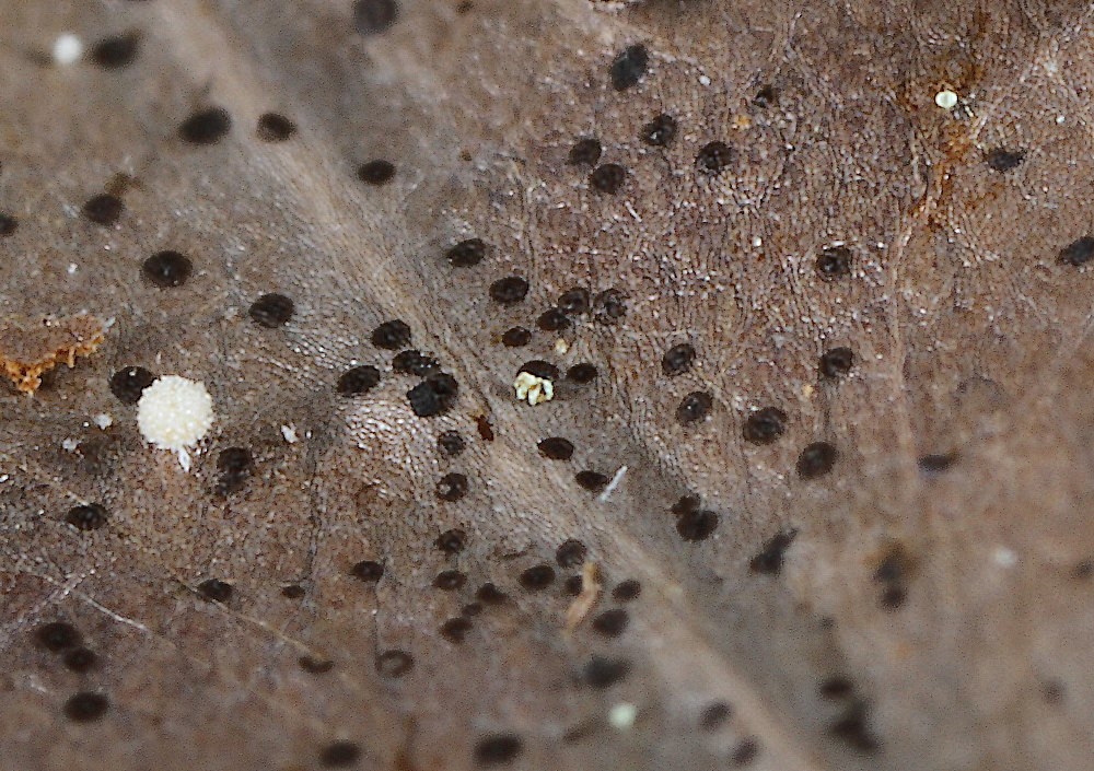 Microthyrium microscopicum (Microthyrium microscopicum) - Naturbasen