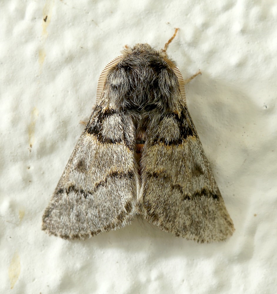 Fyrre-Processionsspinder (Thaumetopoea pinivora) - Naturbasen