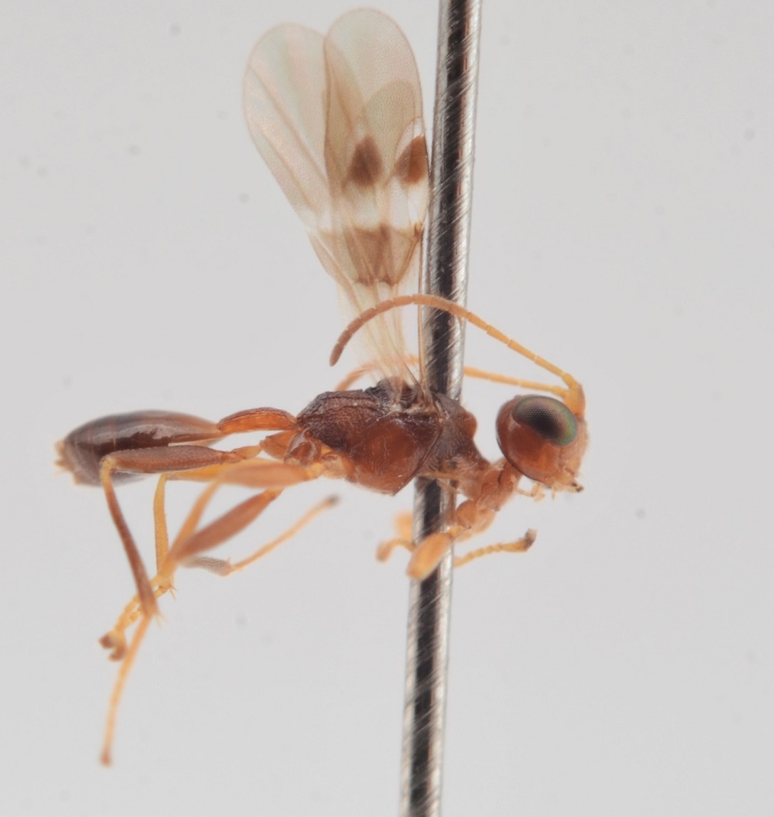 Leiophron fascipennis (Leiophron fascipennis ) - Naturbasen