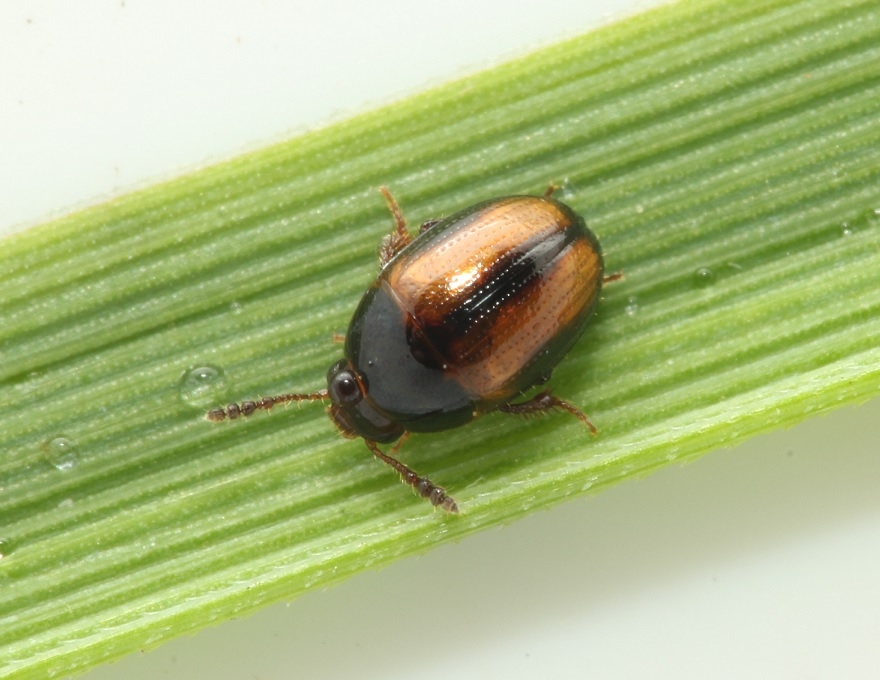 Hydnobius multistriatus (Hydnobius multistriatus) - Naturbasen