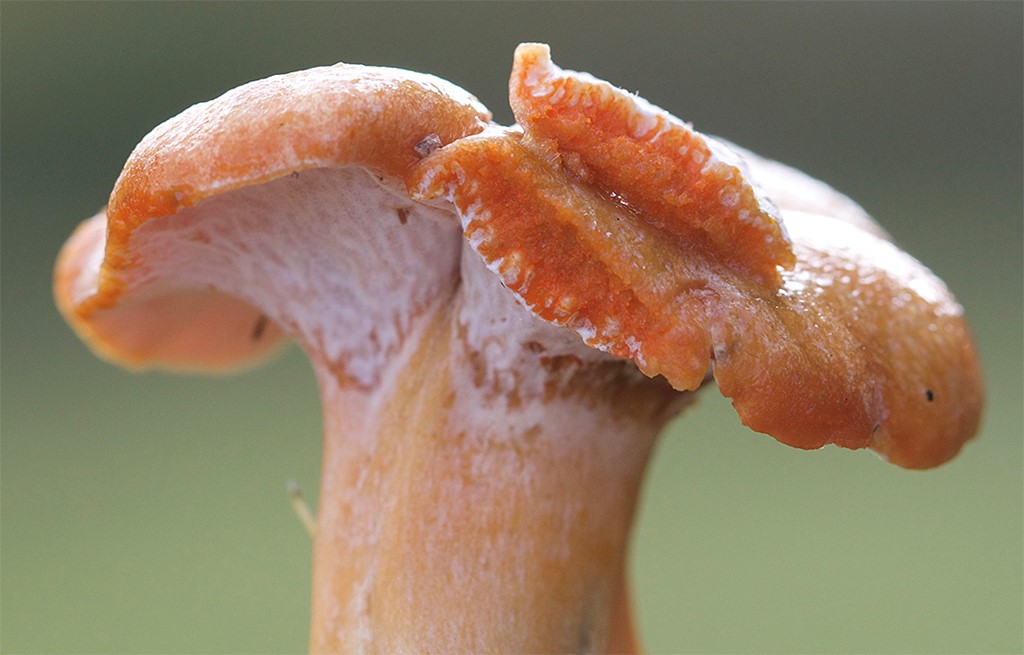 Hypomyces lateritius (Hypomyces lateritius) - Naturbasen