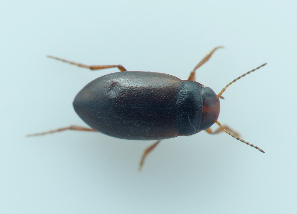 Hydroporus neglectus (Hydroporus neglectus) - Naturbasen