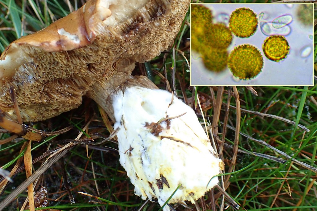Hypomyces chrysospermus (Hypomyces chrysospermus) - Naturbasen