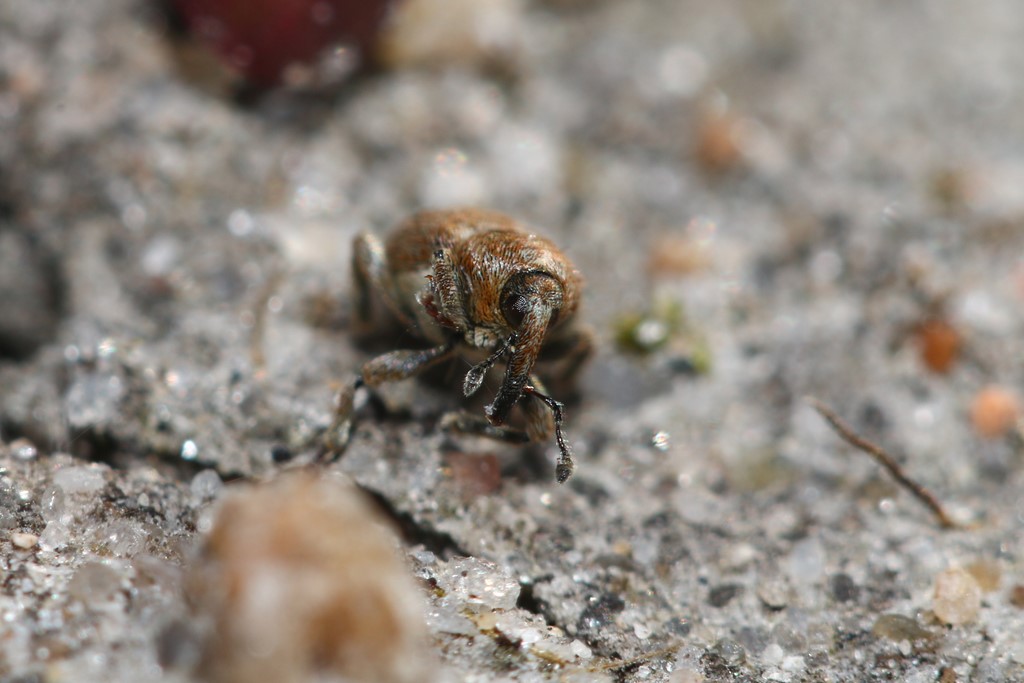 Sibinia pyrrhodactyla (Sibinia pyrrhodactyla) - Naturbasen